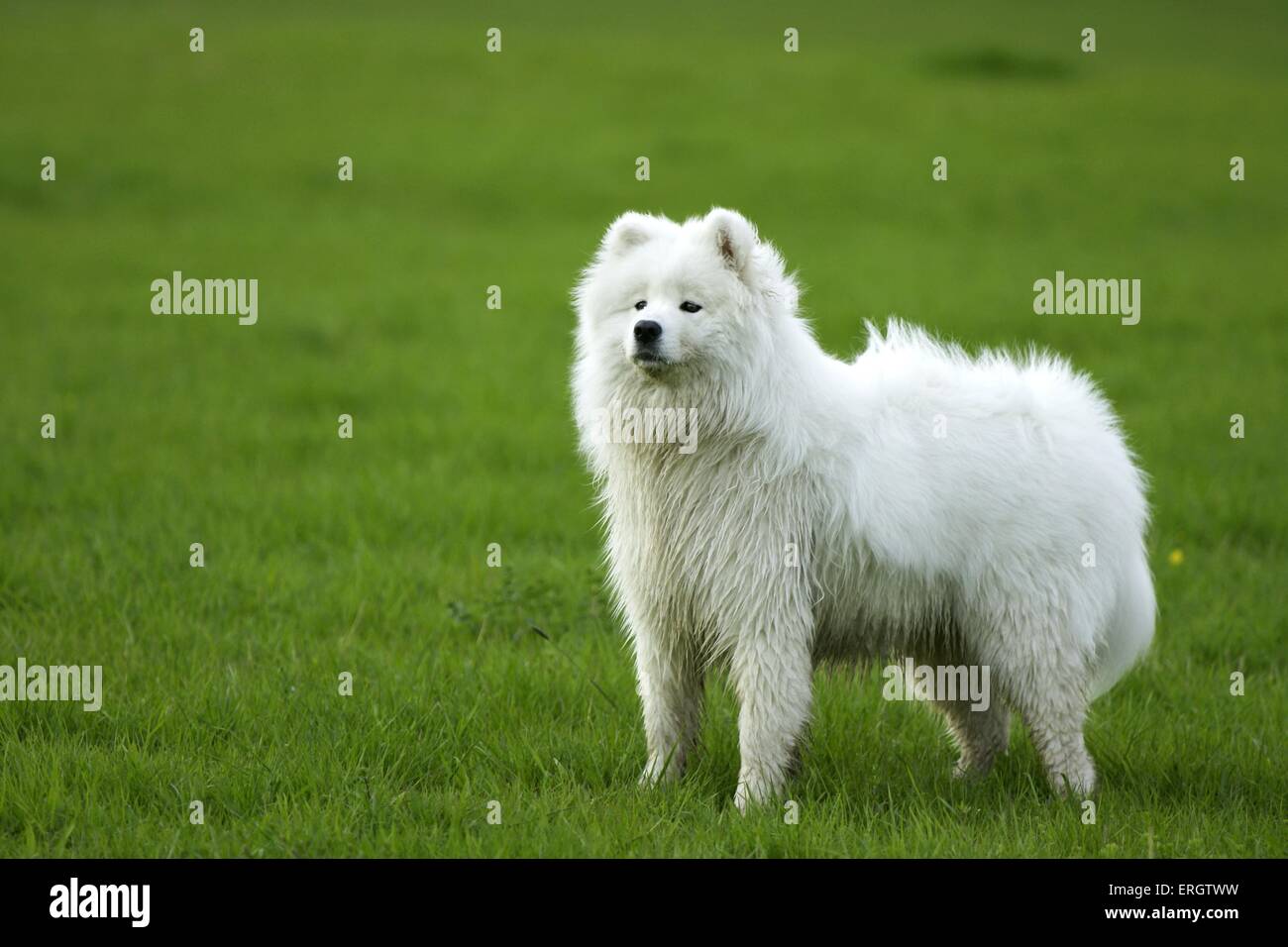 Samoyeds hi-res stock photography and images - Alamy