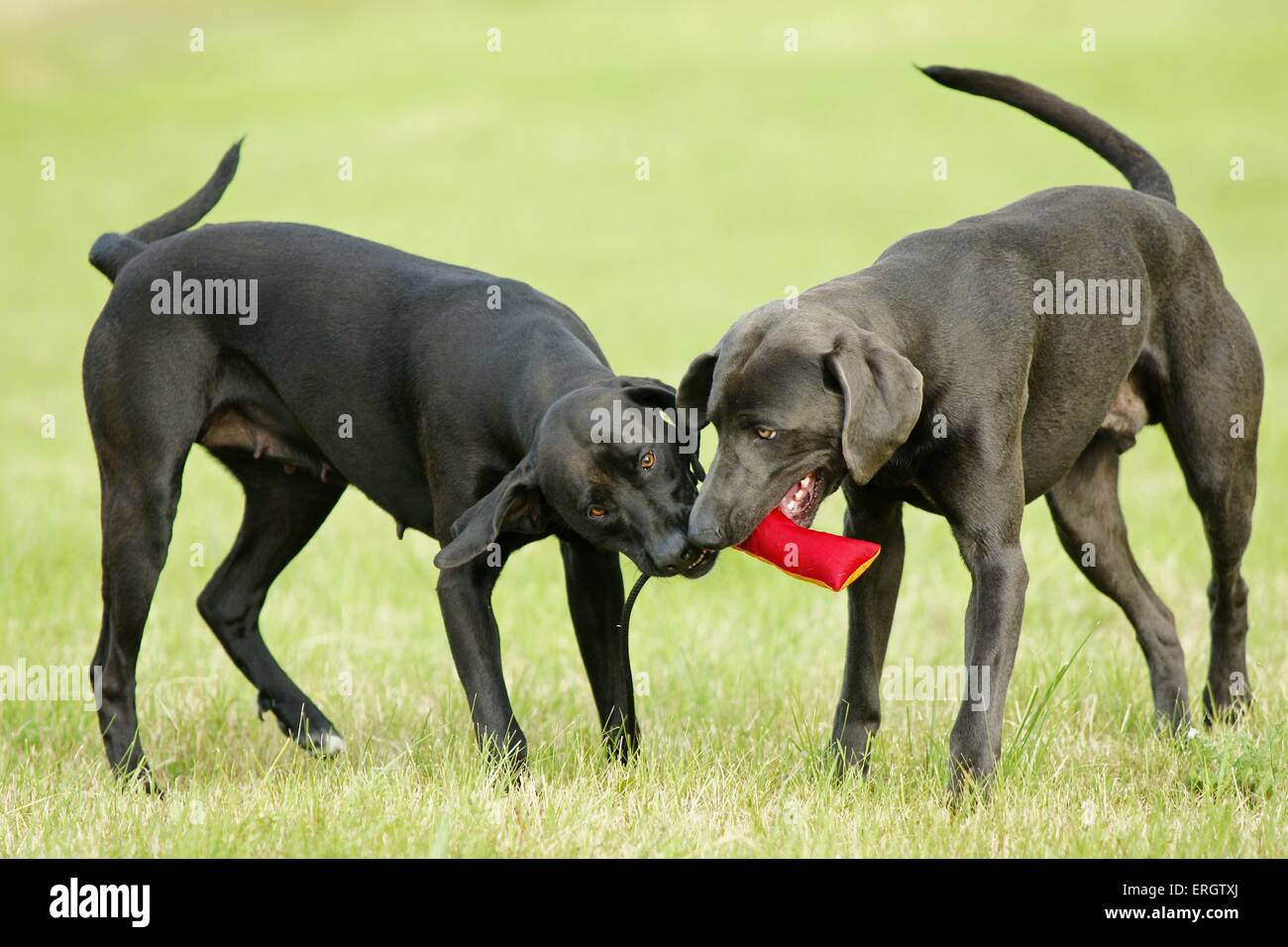 2 playing dogs Stock Photo - Alamy