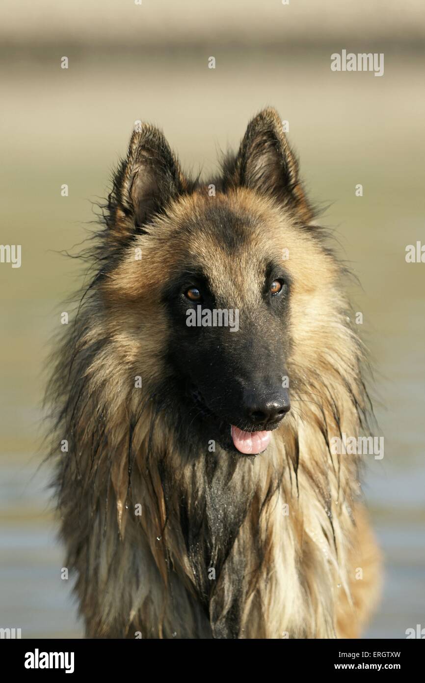 Belgian dog breed hi-res stock photography and images - Alamy