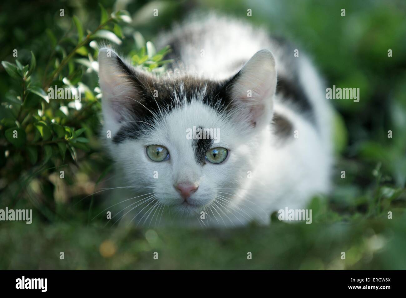 Creeping kitten pasture hi-res stock photography and images - Alamy