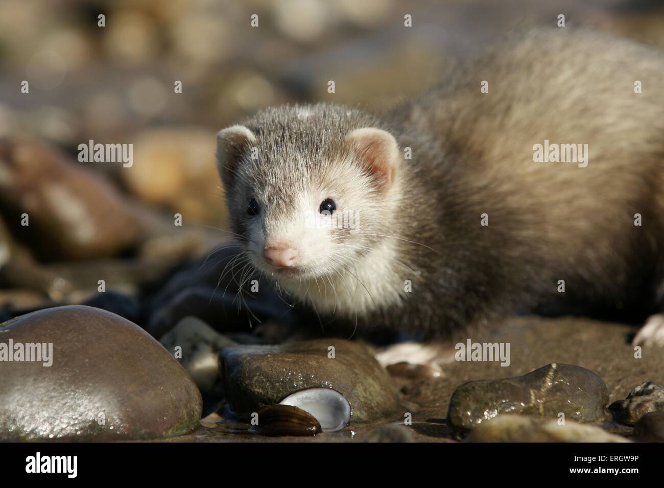 Ferret bank hi-res stock photography and images - Alamy