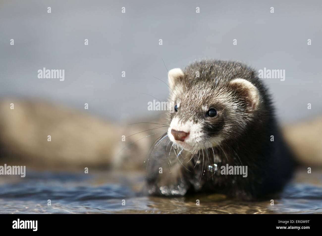 Ferret outdoors hi-res stock photography and images - Alamy