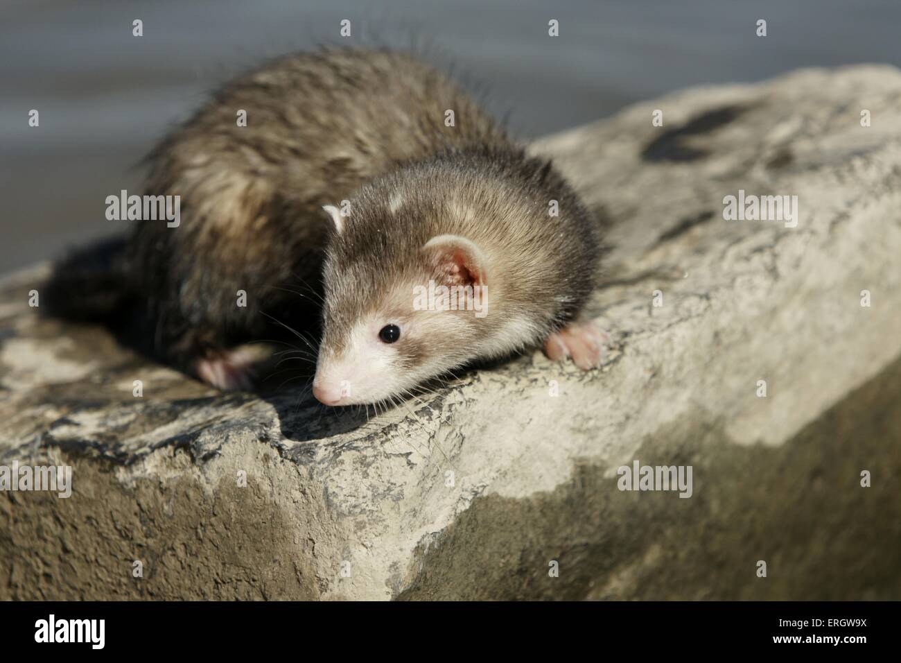 Ferret hi-res stock photography and images - Alamy