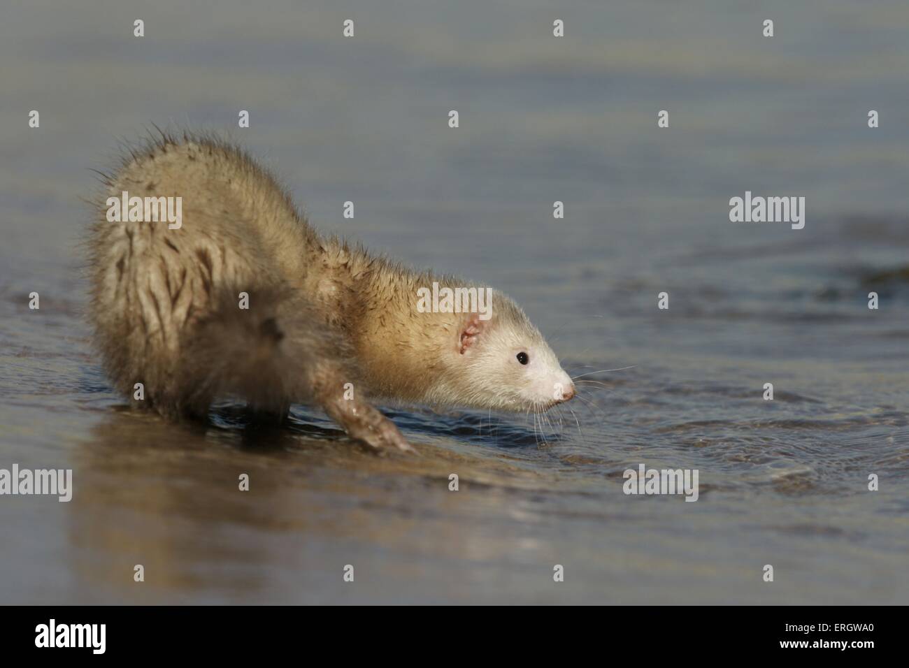Furo bath hi-res stock photography and images - Alamy