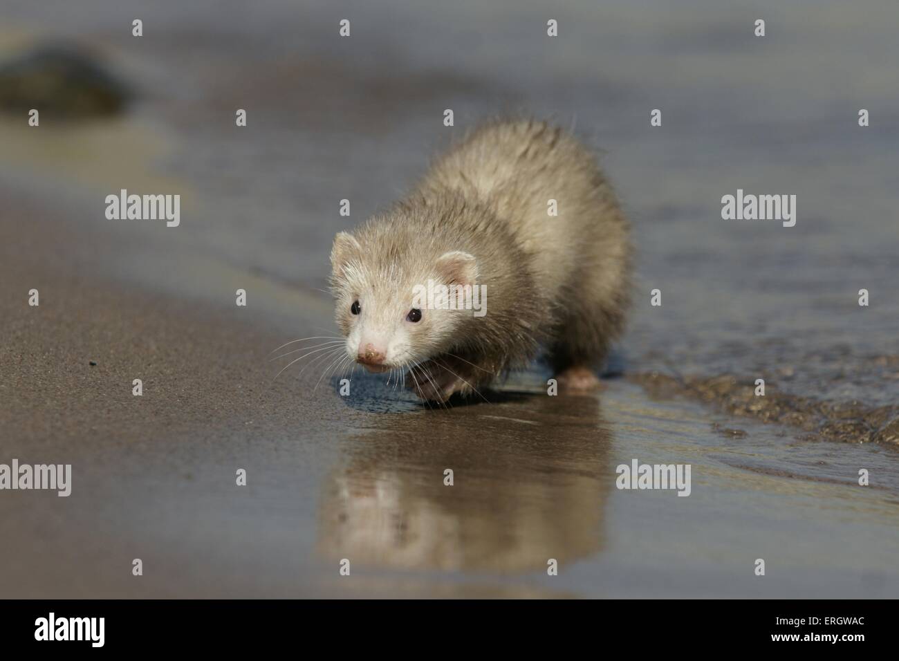 Ferret walking walk hi-res stock photography and images - Alamy