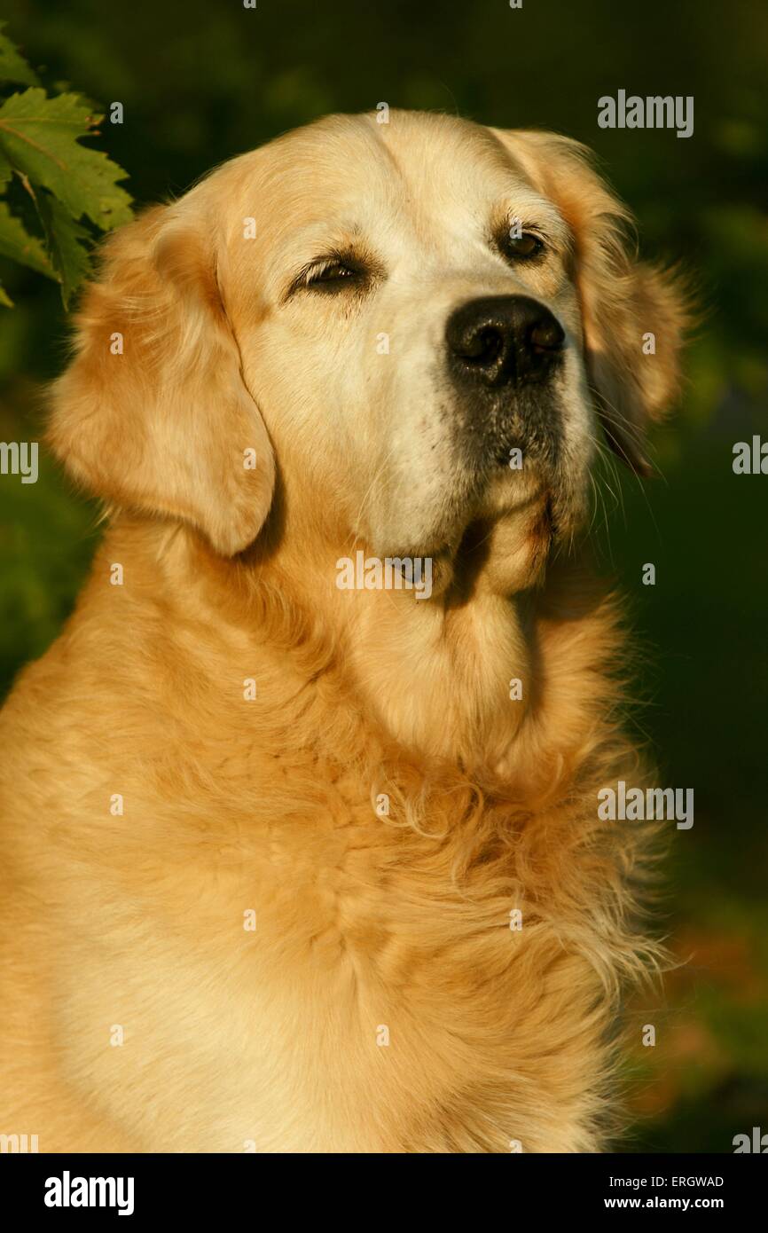 Golden Retriever Portrait Stock Photo - Alamy