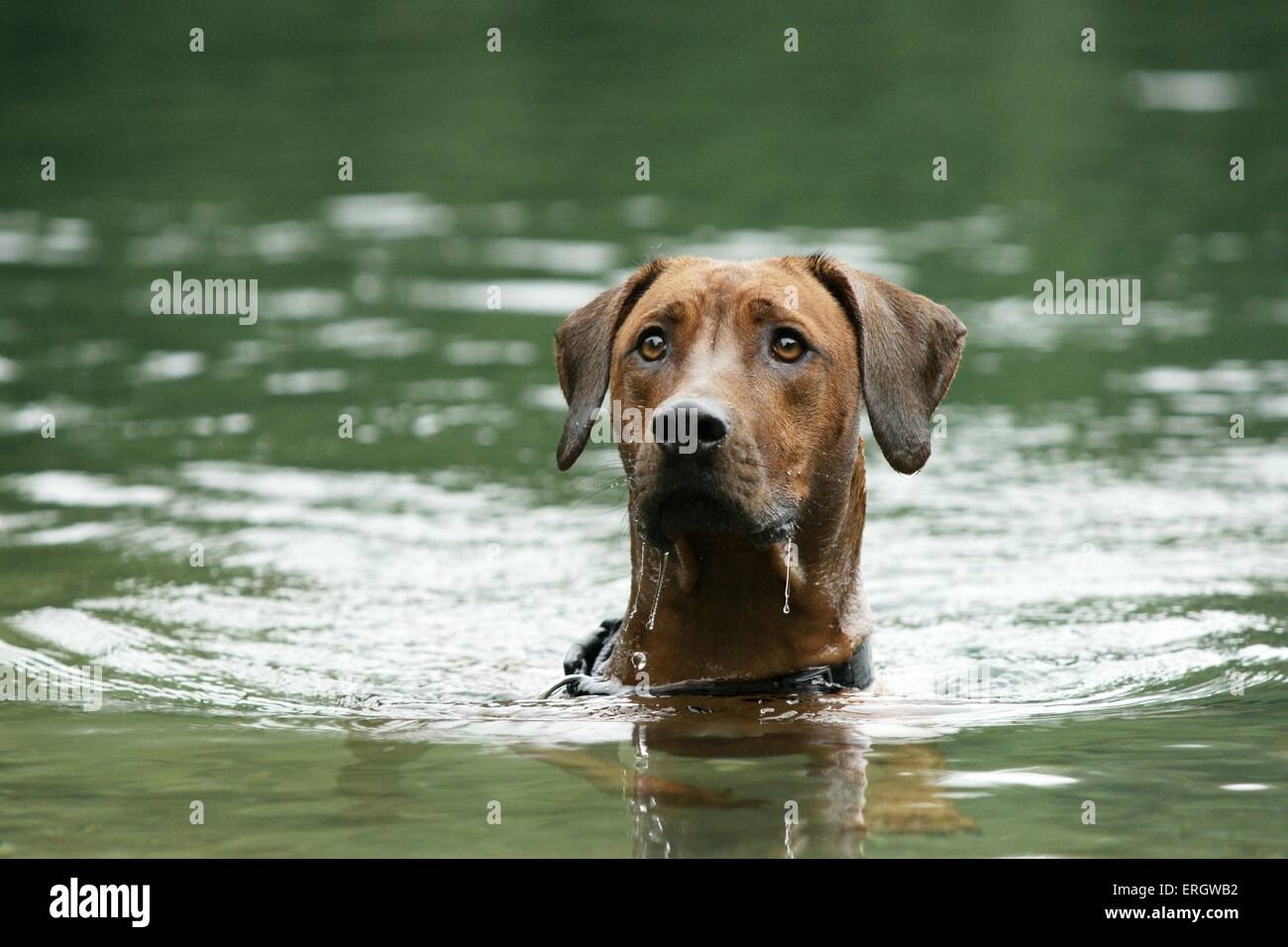 Rhodesian Ridgeback Portrait Stock Photo - Alamy