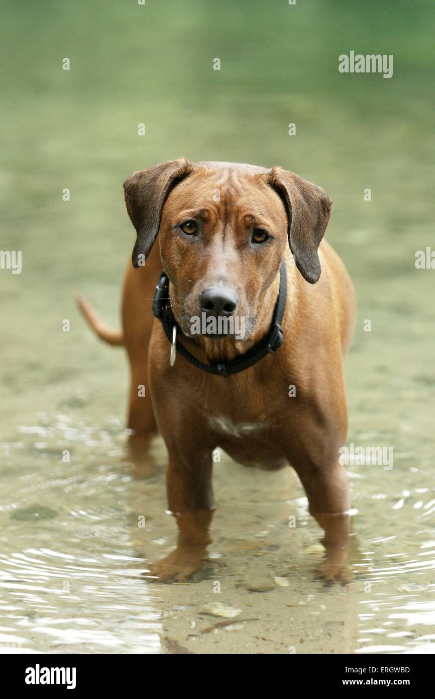 bathing Rhodesian Ridgeback Stock Photo - Alamy