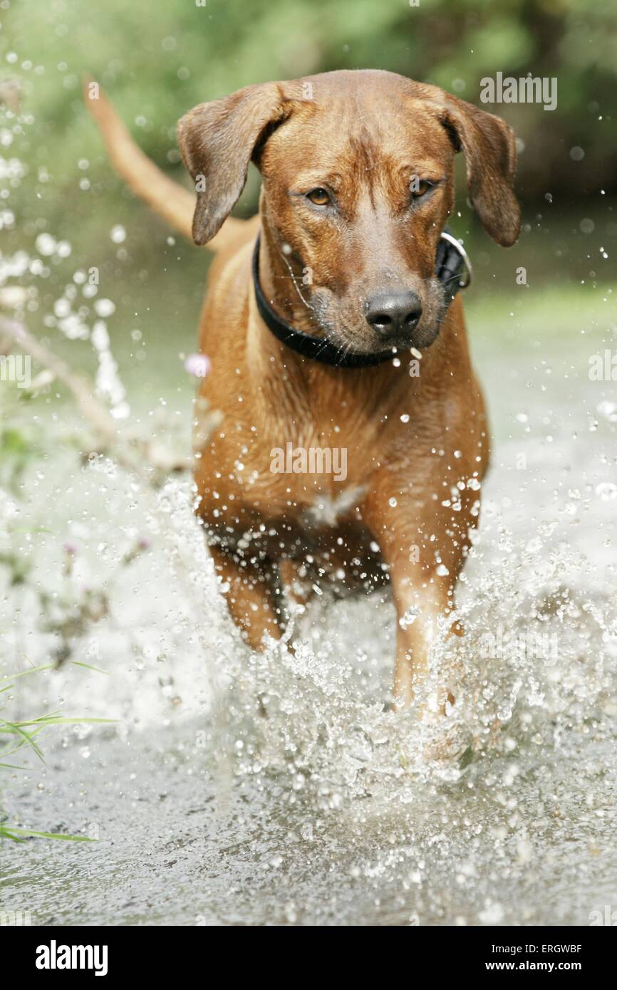 bathing Rhodesian Ridgeback Stock Photo - Alamy