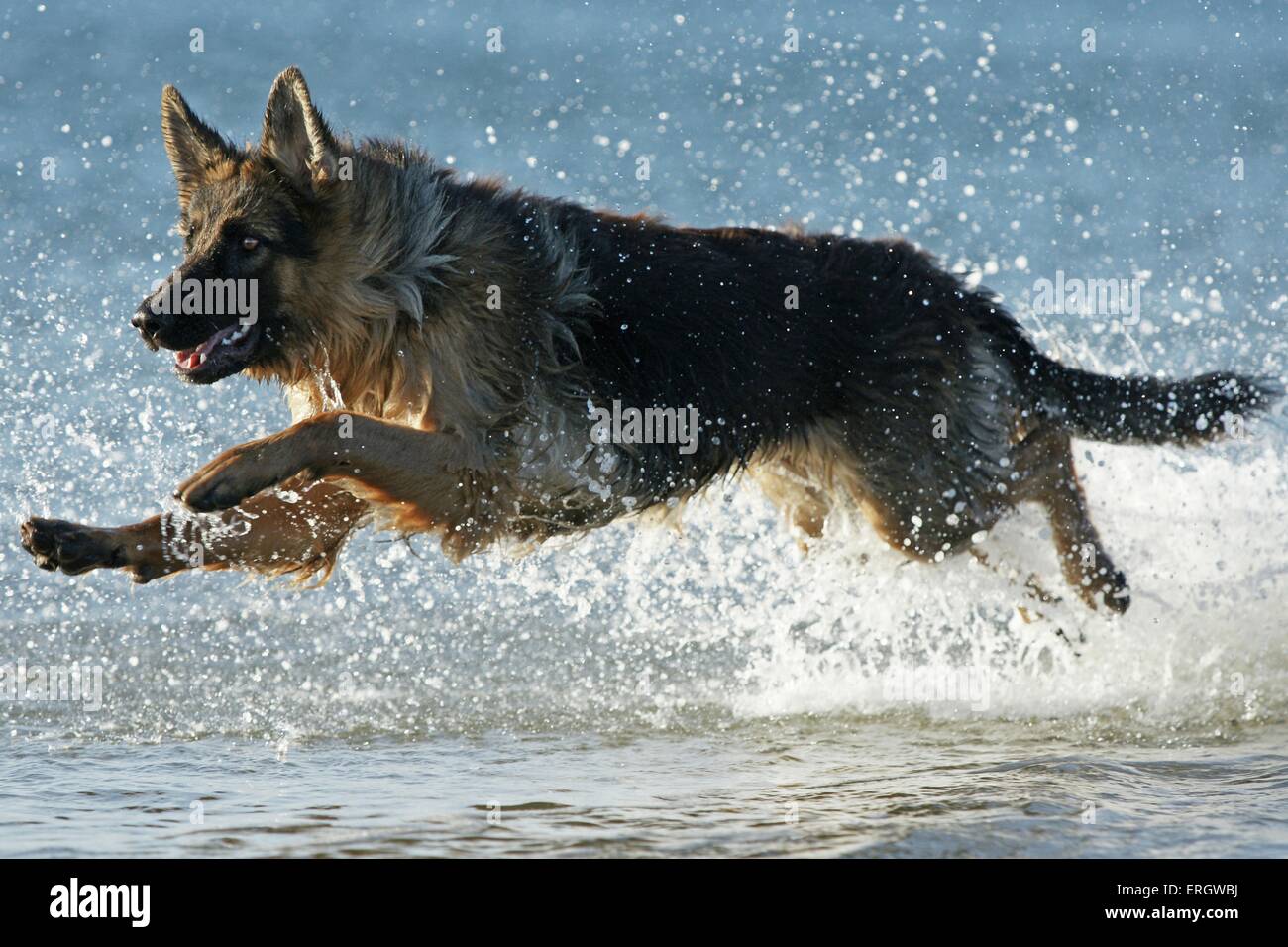 bathing German Shepherd Stock Photo - Alamy