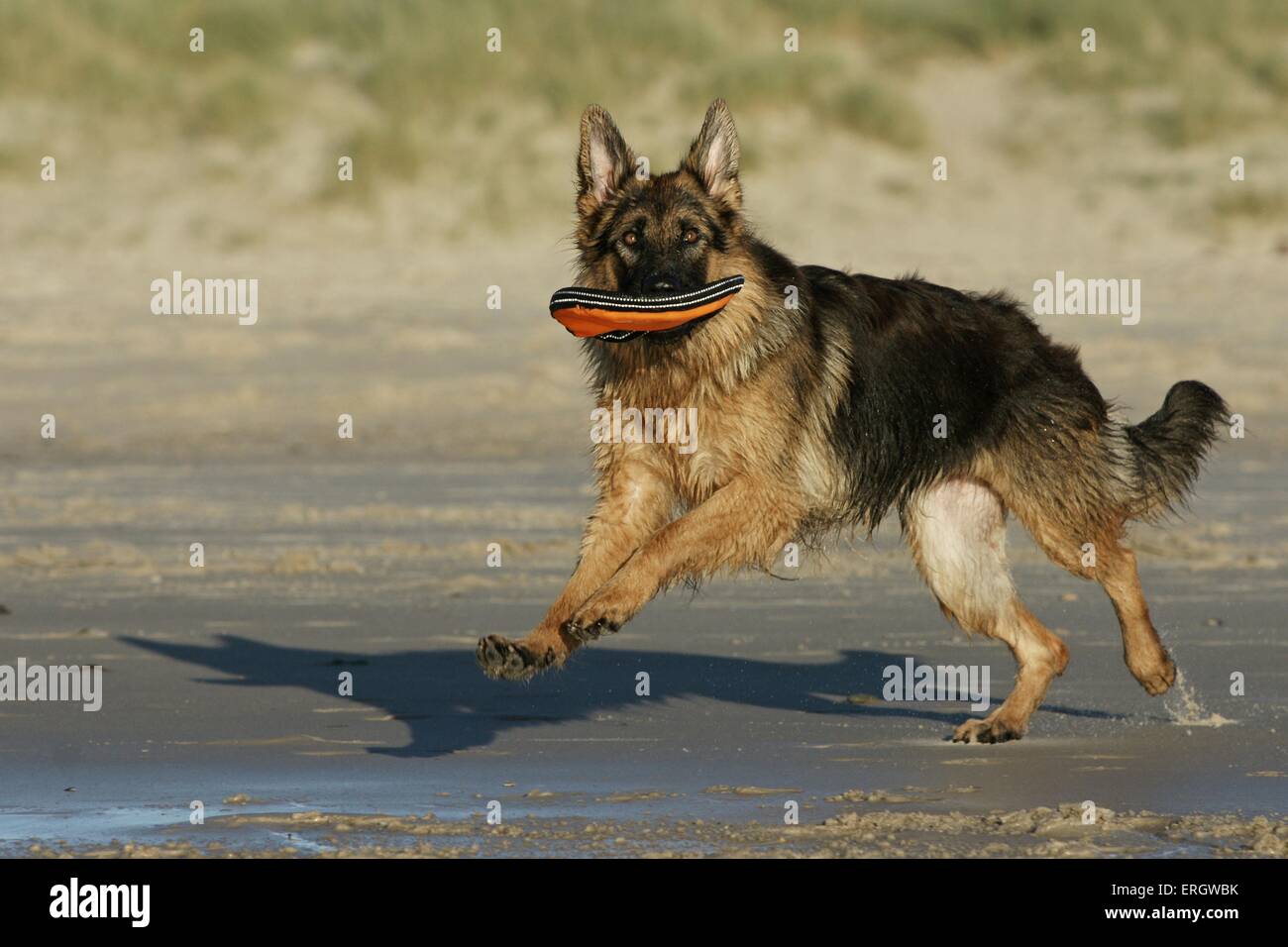 playing German Shepherd Stock Photo - Alamy