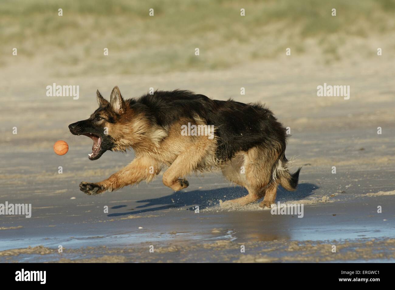 playing German Shepherd Stock Photo - Alamy