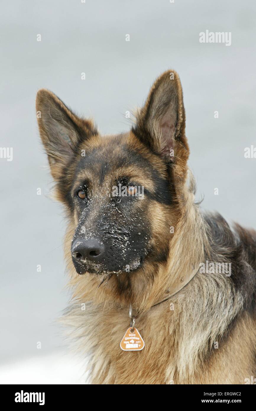 German Shepherd Portrait Stock Photo - Alamy