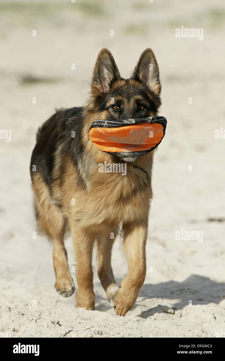 playing German Shepherd Stock Photo - Alamy