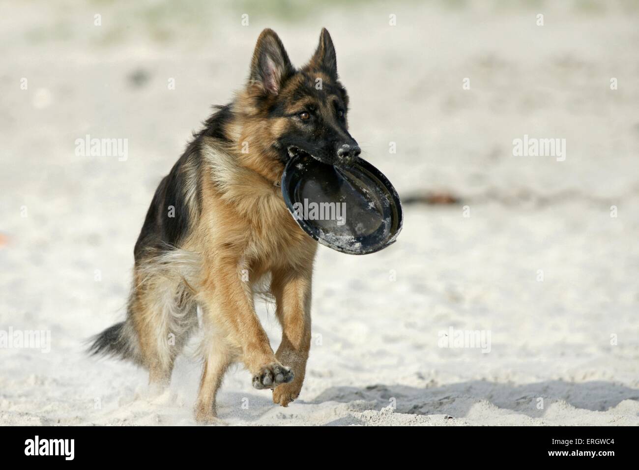 playing German Shepherd Stock Photo - Alamy