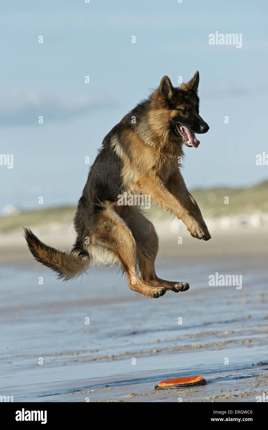 jumping German Shepherd Stock Photo - Alamy