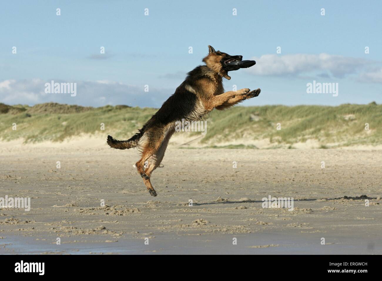 playing German Shepherd Stock Photo - Alamy