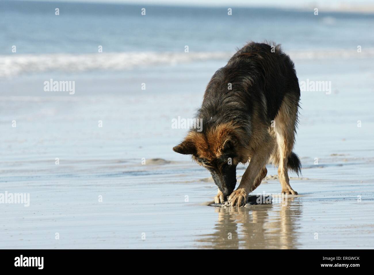 playing German Shepherd Stock Photo - Alamy