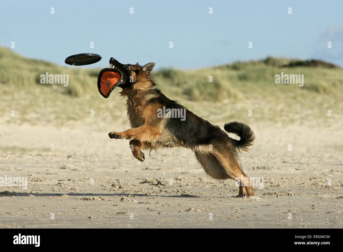 playing German Shepherd Stock Photo - Alamy