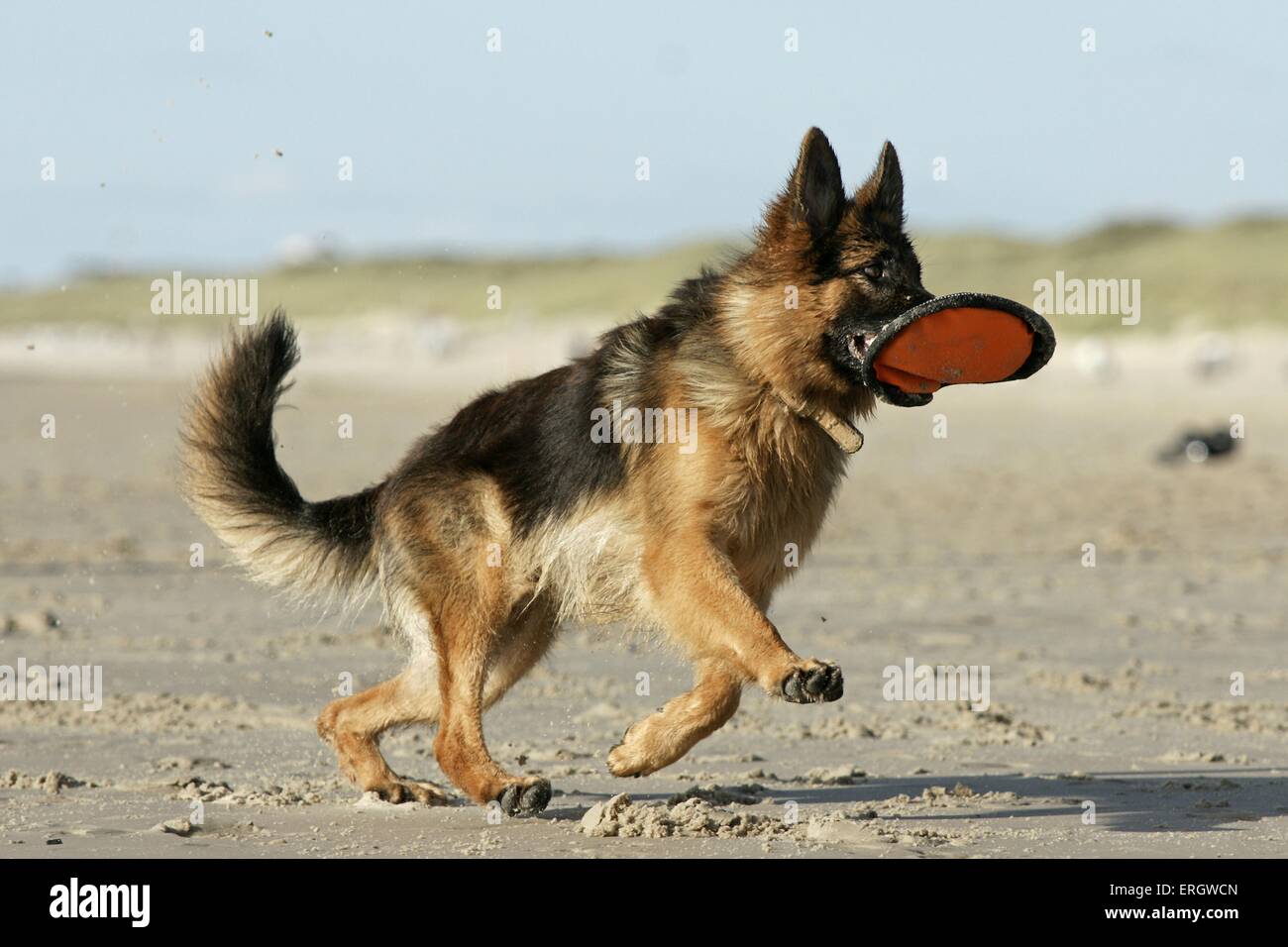 playing German Shepherd Stock Photo - Alamy