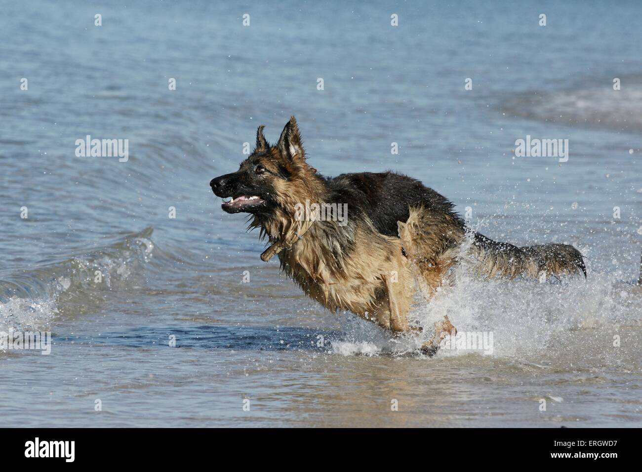 running German Shepherd Stock Photo - Alamy