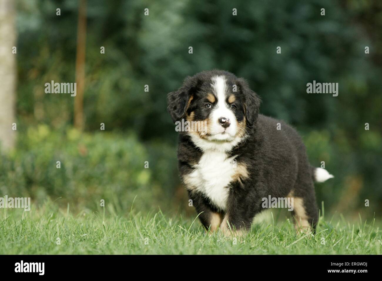 Bernese Mountain Dog Puppy Stock Photo - Alamy