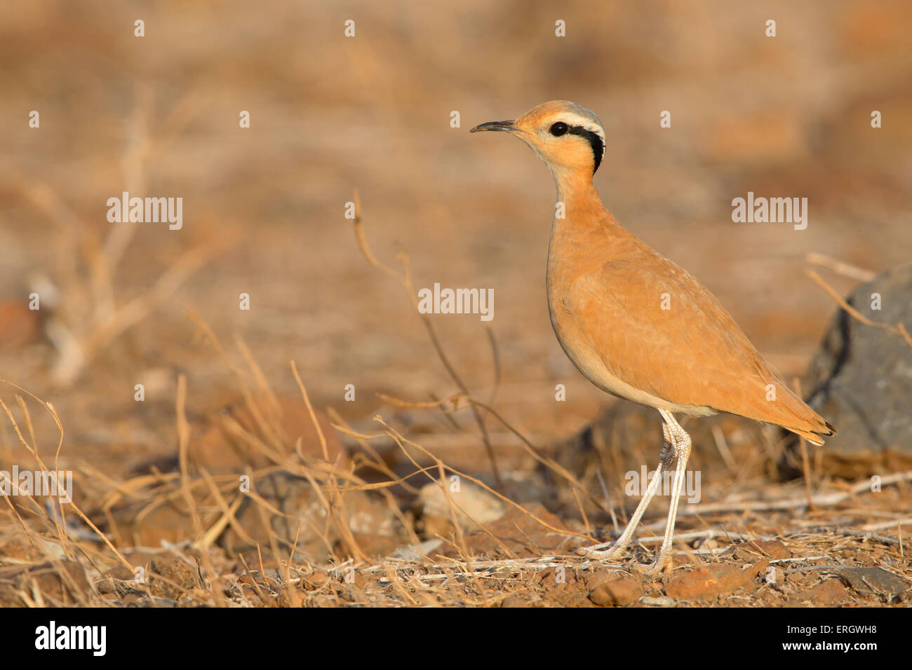 Cursorius cursor ssp exsul hi-res stock photography and images - Alamy