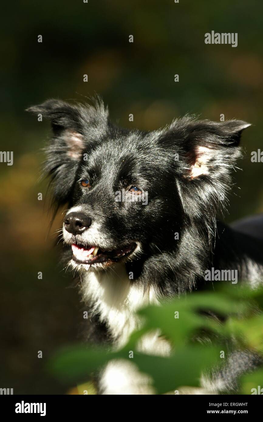 Border Collie Portrait Stock Photo - Alamy