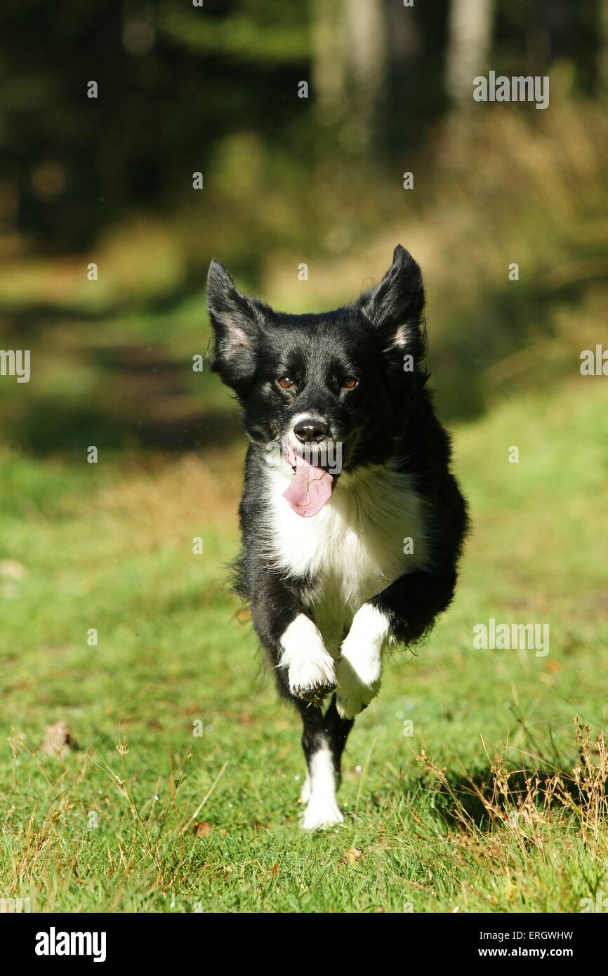 running Border Collie Stock Photo - Alamy