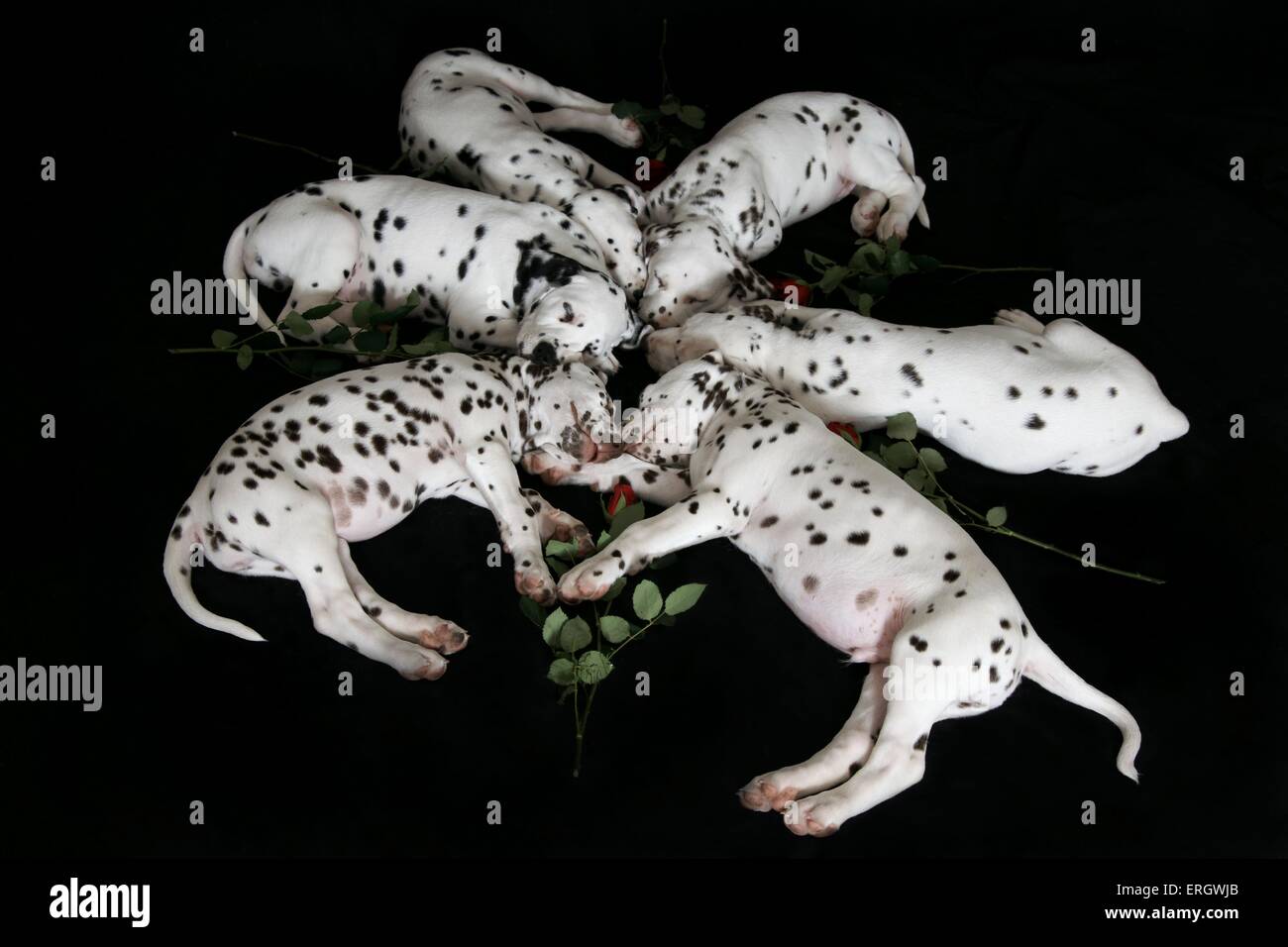 Sleeping dalmatian hi-res stock photography and images - Alamy