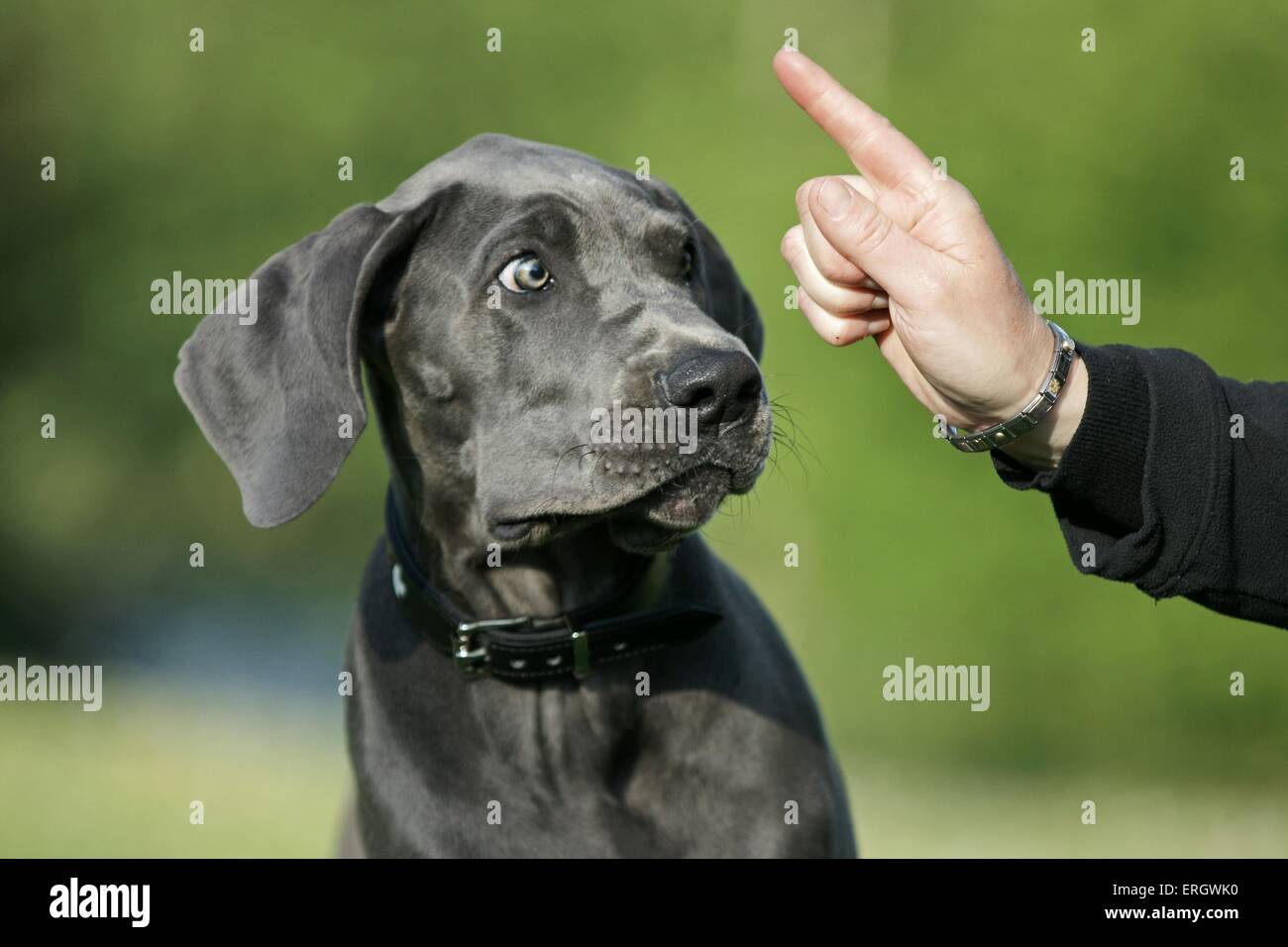 Standard Dog Obedience Hand Signals