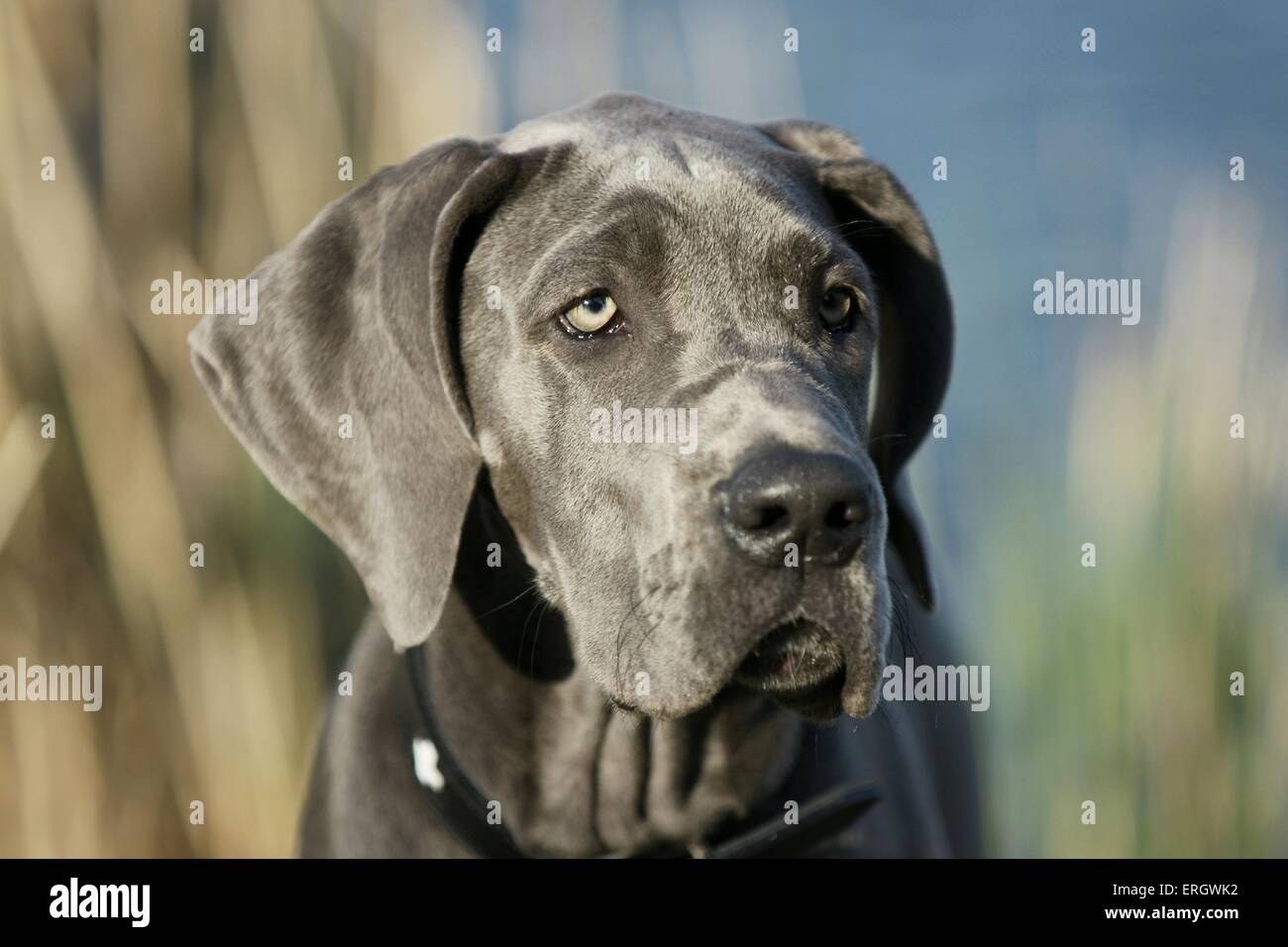 Blue Great Dane Puppy Cute