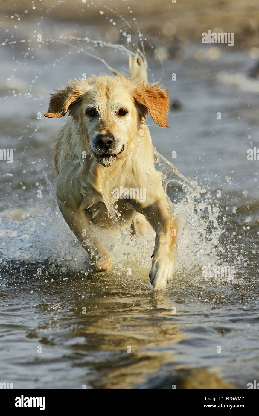 running Golden Retriever Stock Photo - Alamy