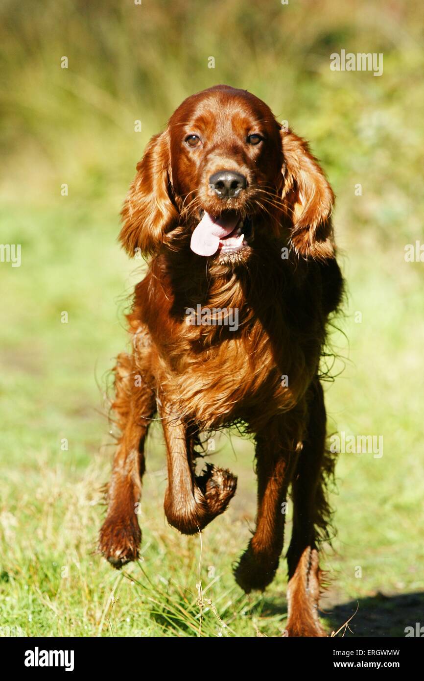 running Irish Red Setter Stock Photo - Alamy