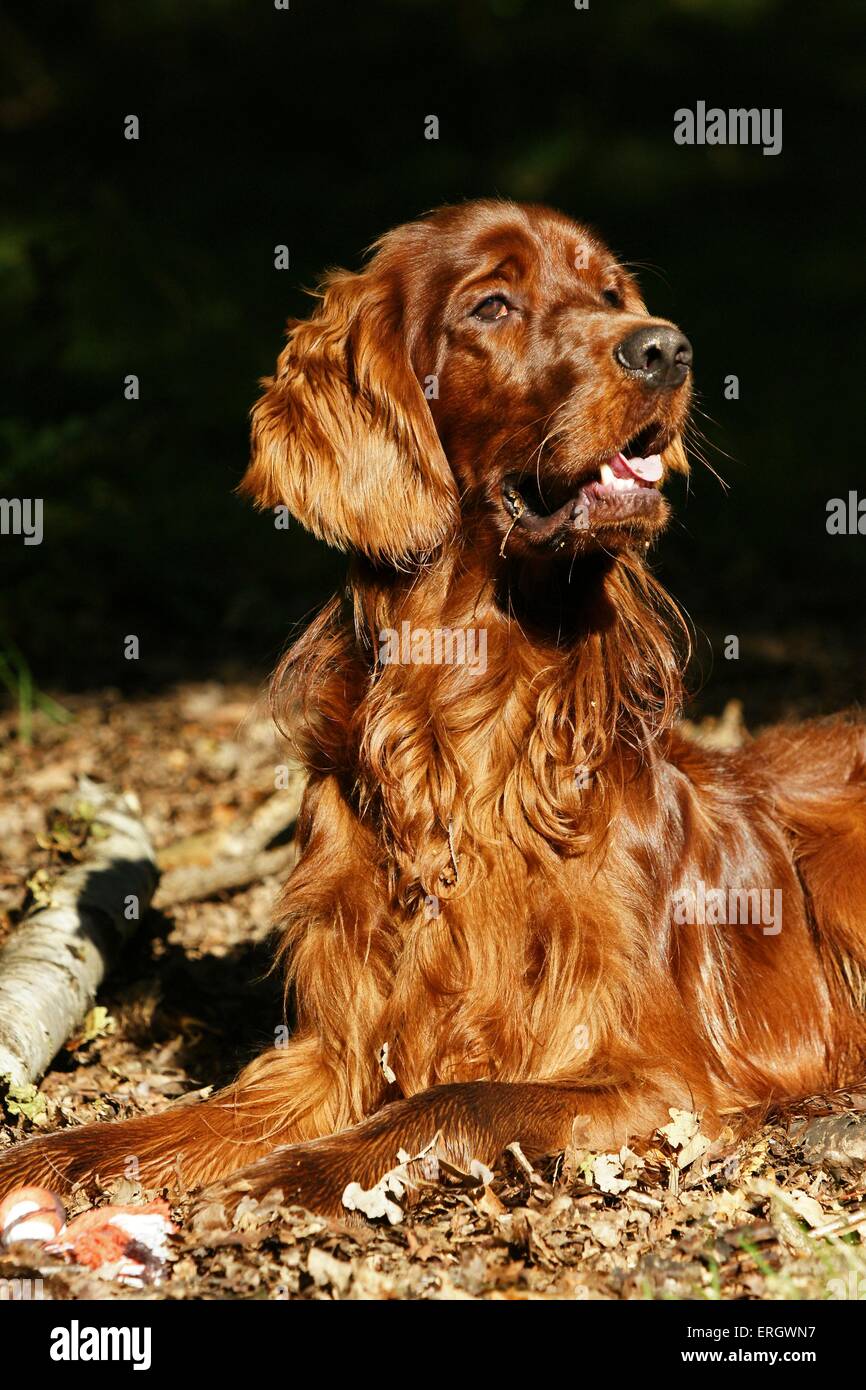 Irish Red Setter Stock Photo - Alamy