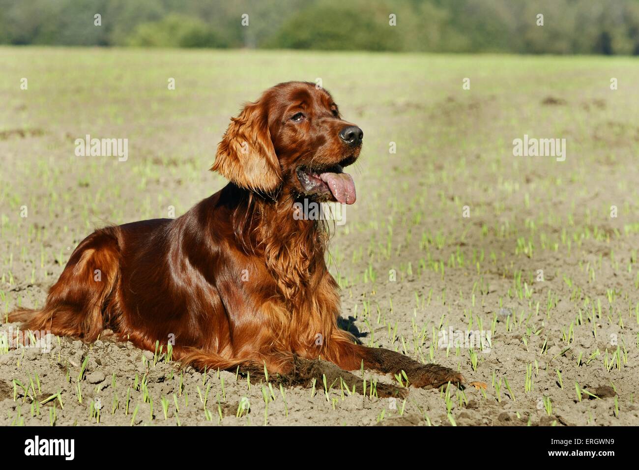 Irish Red Setter Stock Photo - Alamy