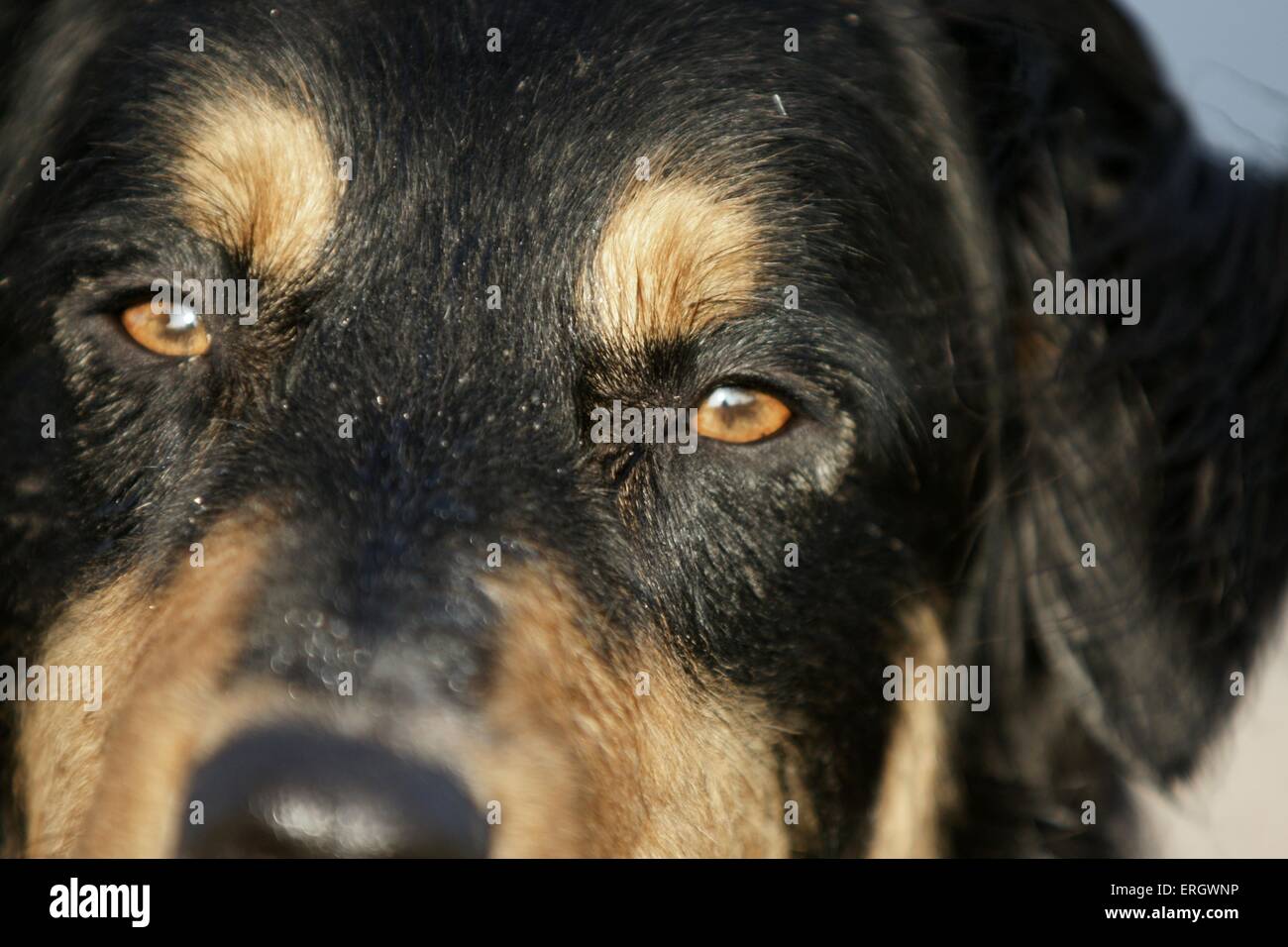 Australian Shepherd eyes Stock Photo - Alamy