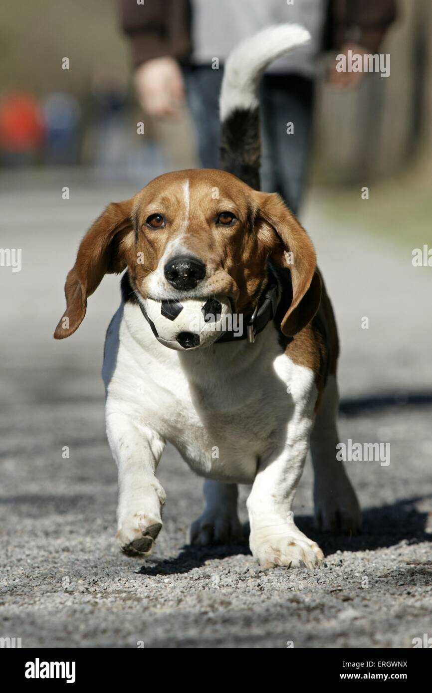 playing Basset Artesien Normand Stock Photo - Alamy