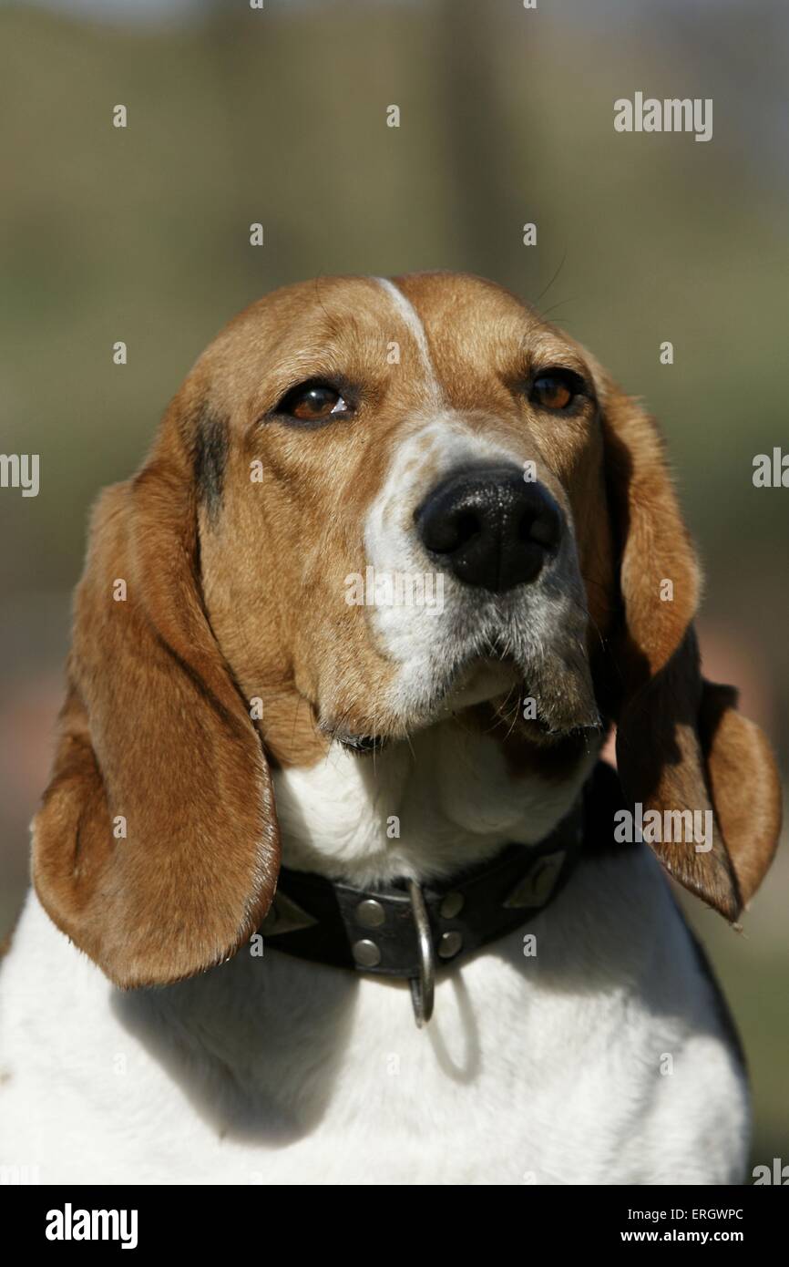 Can A Artois Hound Live In France