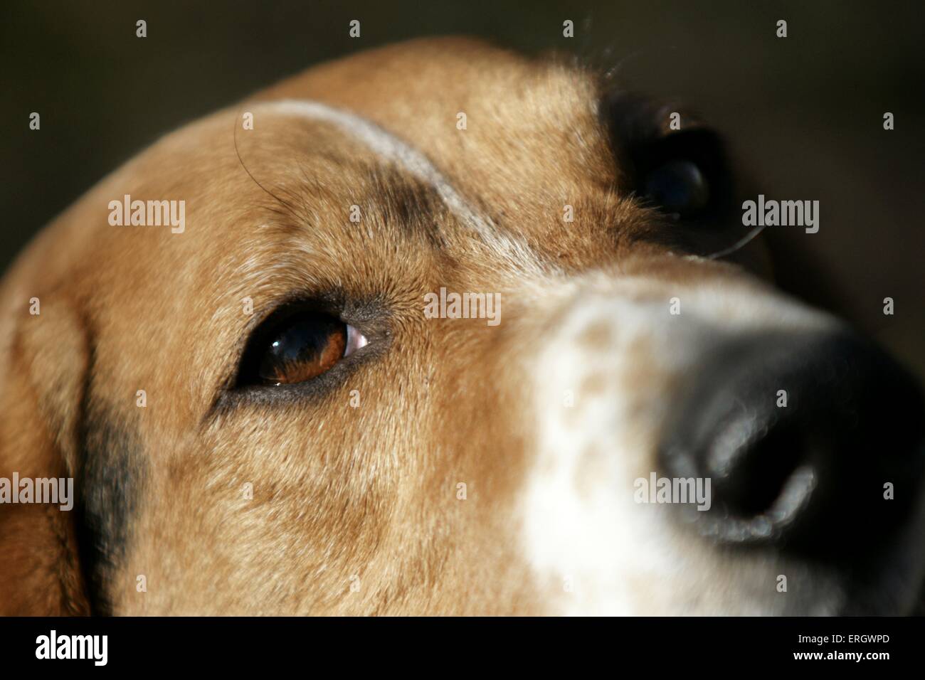 Basset Artesien Normand eye Stock Photo - Alamy