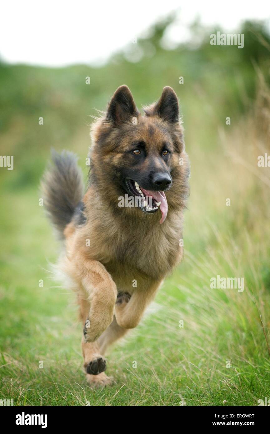 running German Shepherd Stock Photo - Alamy