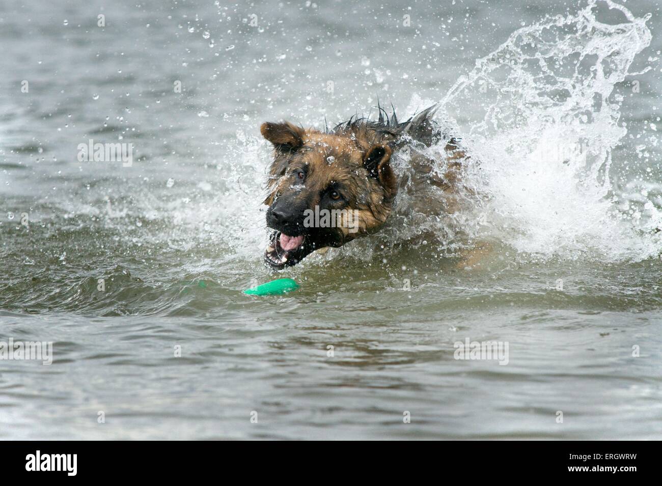 playing German Shepherd Stock Photo - Alamy