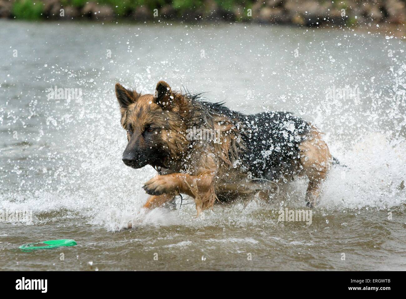 playing German Shepherd Stock Photo - Alamy