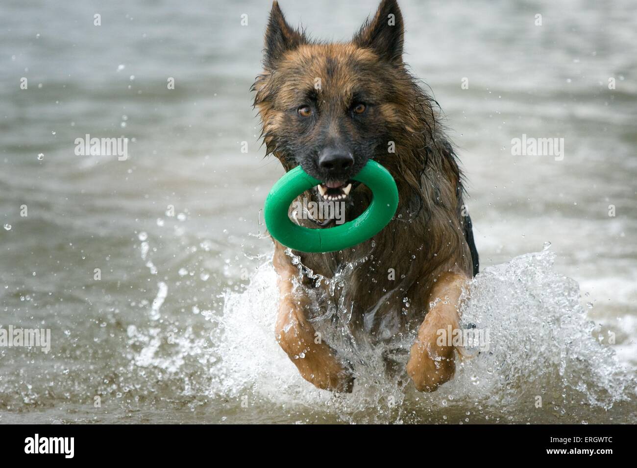 playing German Shepherd Stock Photo - Alamy