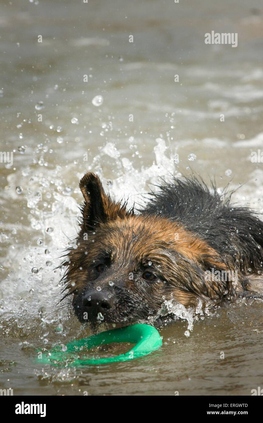 playing German Shepherd Stock Photo - Alamy