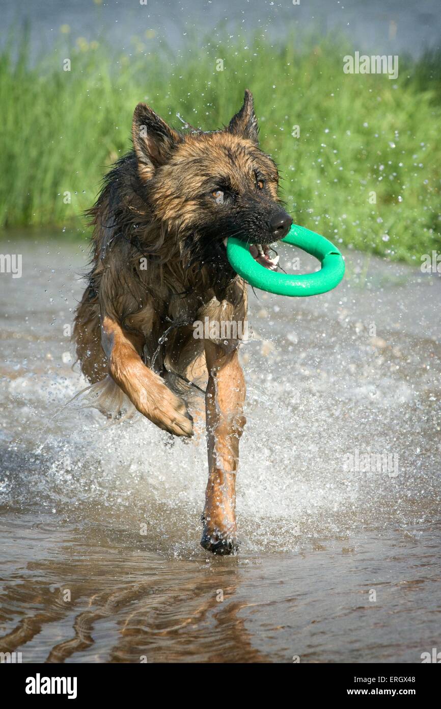 playing German Shepherd Stock Photo - Alamy