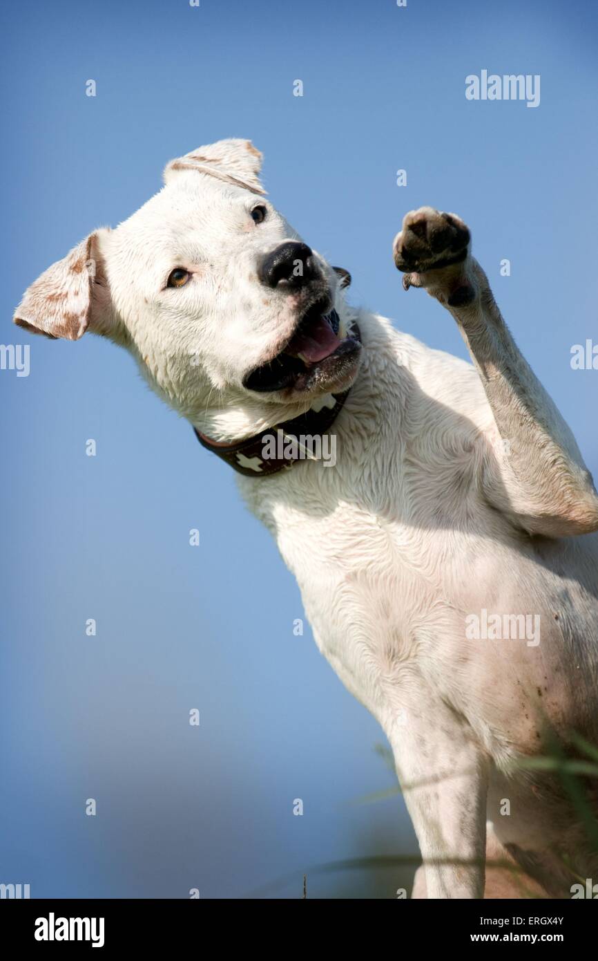 mongrel gives paw Stock Photo - Alamy