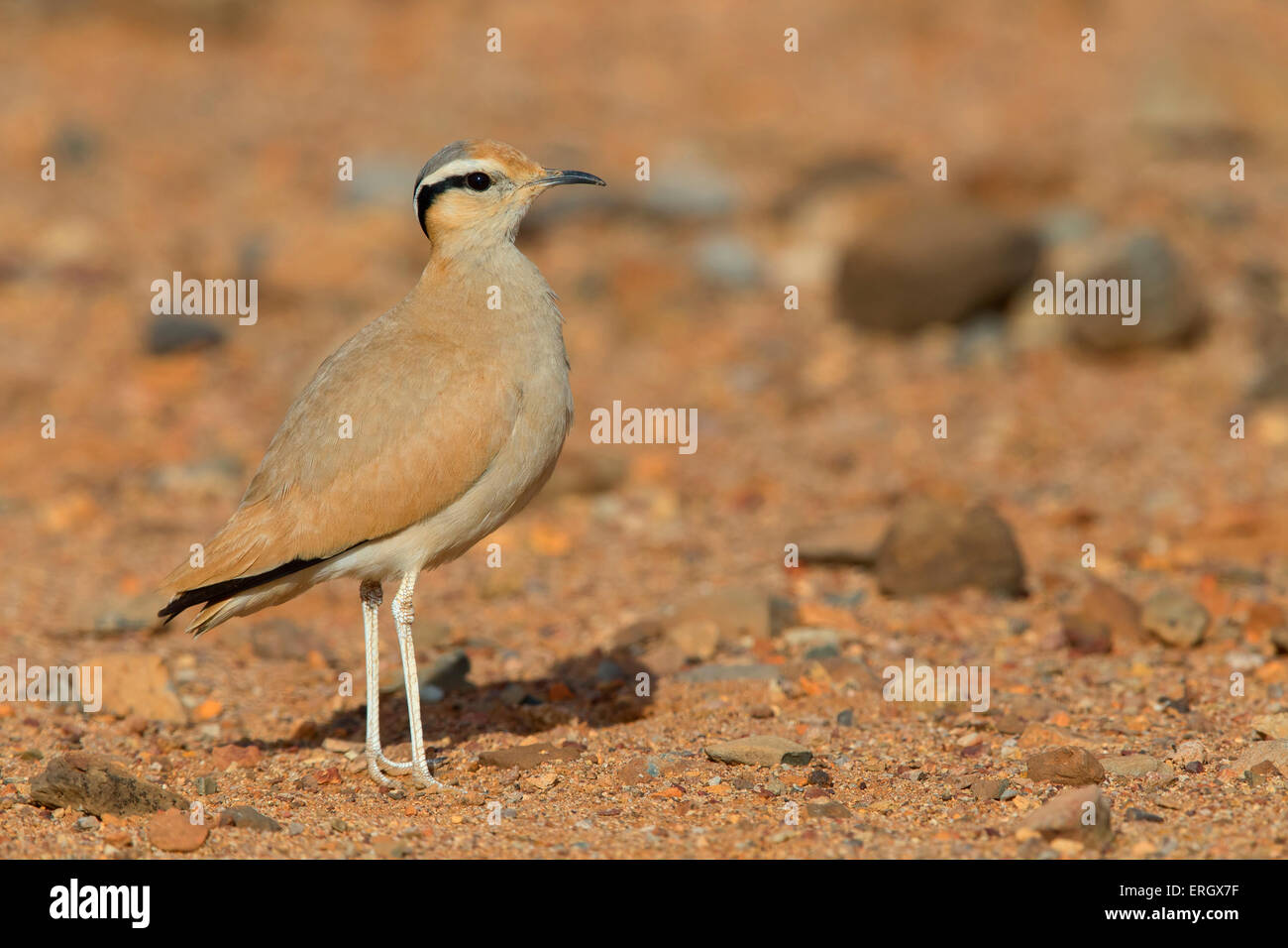 Cream colored courser hi-res stock photography and images - Alamy