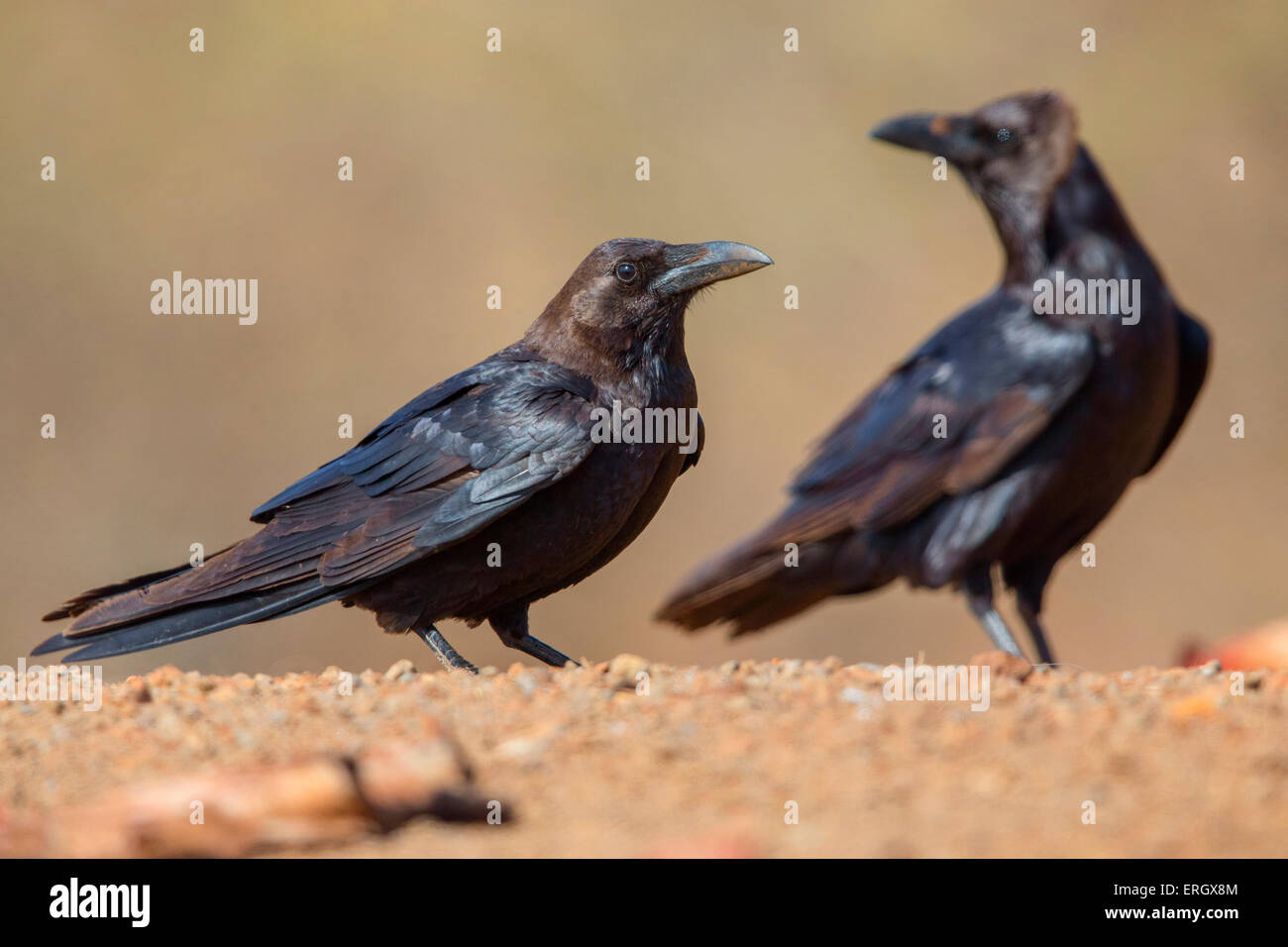 Brown necked ravens hi-res stock photography and images - Alamy