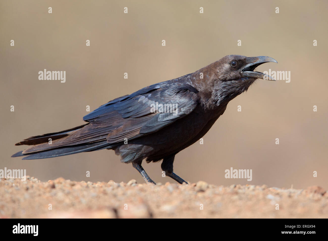 Brown Necked Ravens High Resolution Stock Photography and Images - Alamy